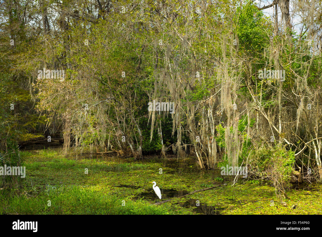 Great Egret in wetlands swamp in the Florida Everglades, United States ...