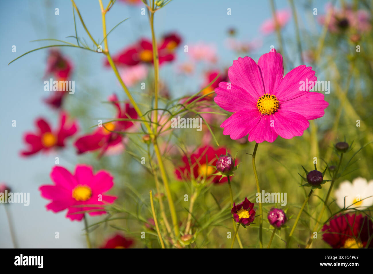 Colorful cosmos hi-res stock photography and images - Alamy