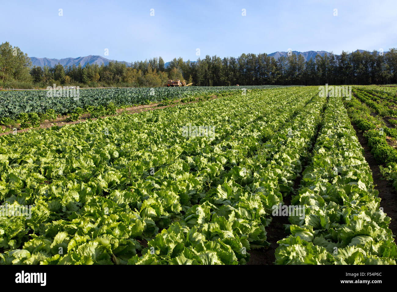 Iceberg Lettuce maturing in field, converging rows Stock Photo - Alamy