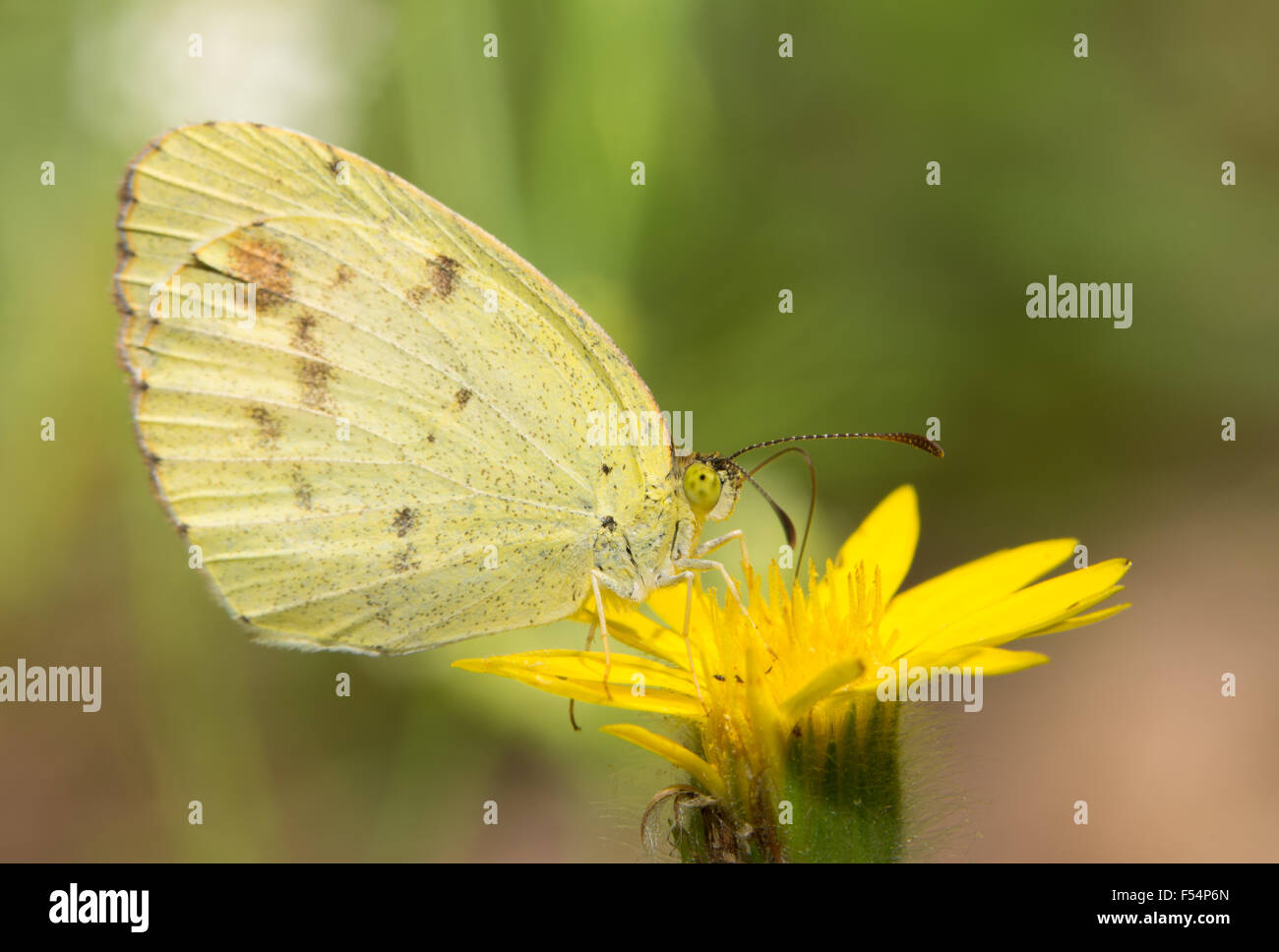 Dainty Sulphur butterfly, the smallest North American pierid resting on ...