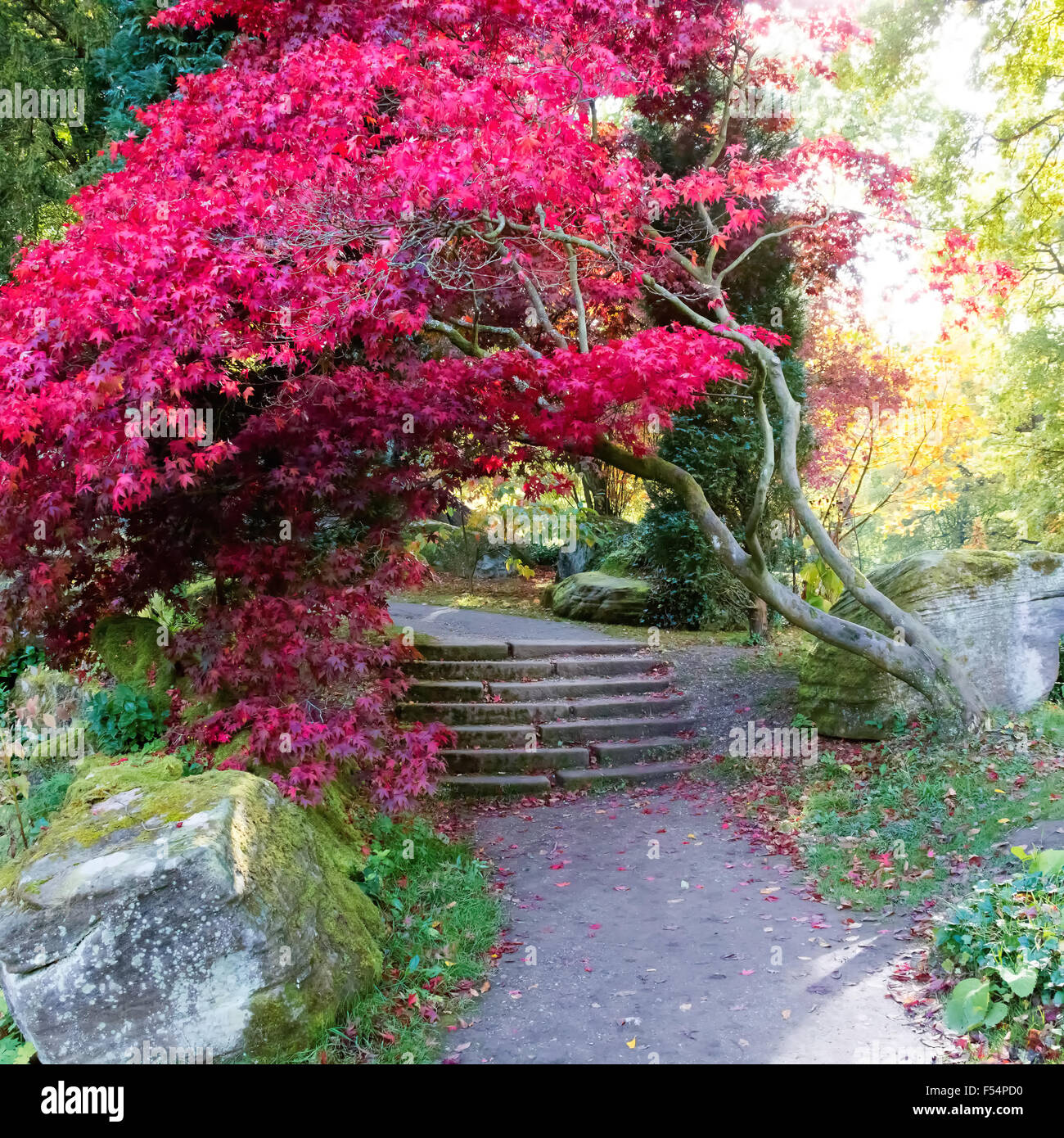 Stairs through a Crimson Bush Stock Photo - Alamy