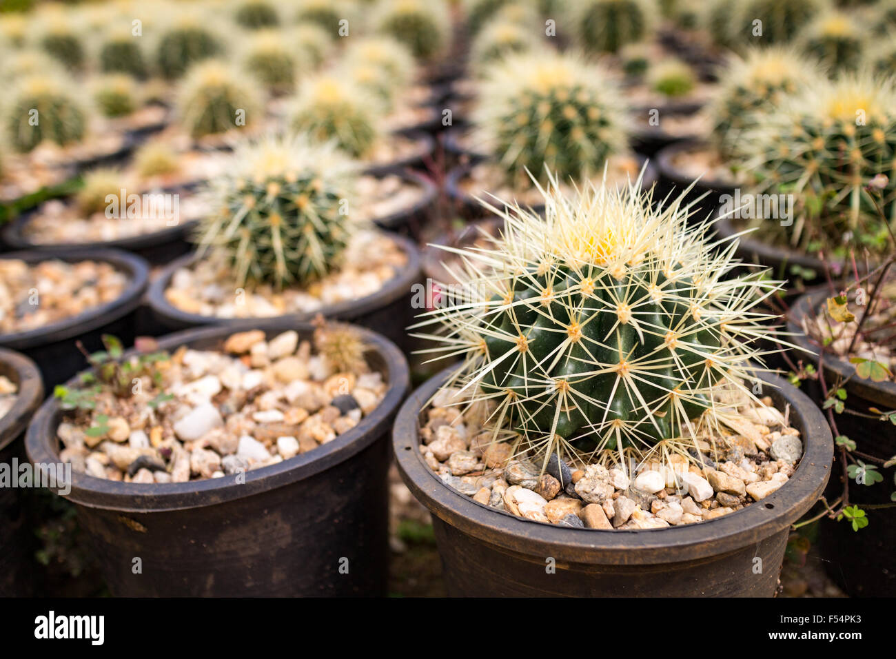 Cactus pots hi-res stock photography and images - Alamy