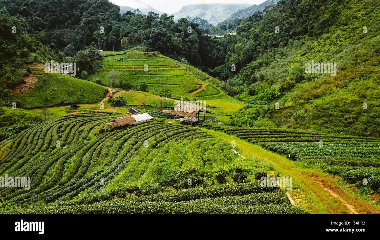 Green tea hut hi-res stock photography and images - Alamy
