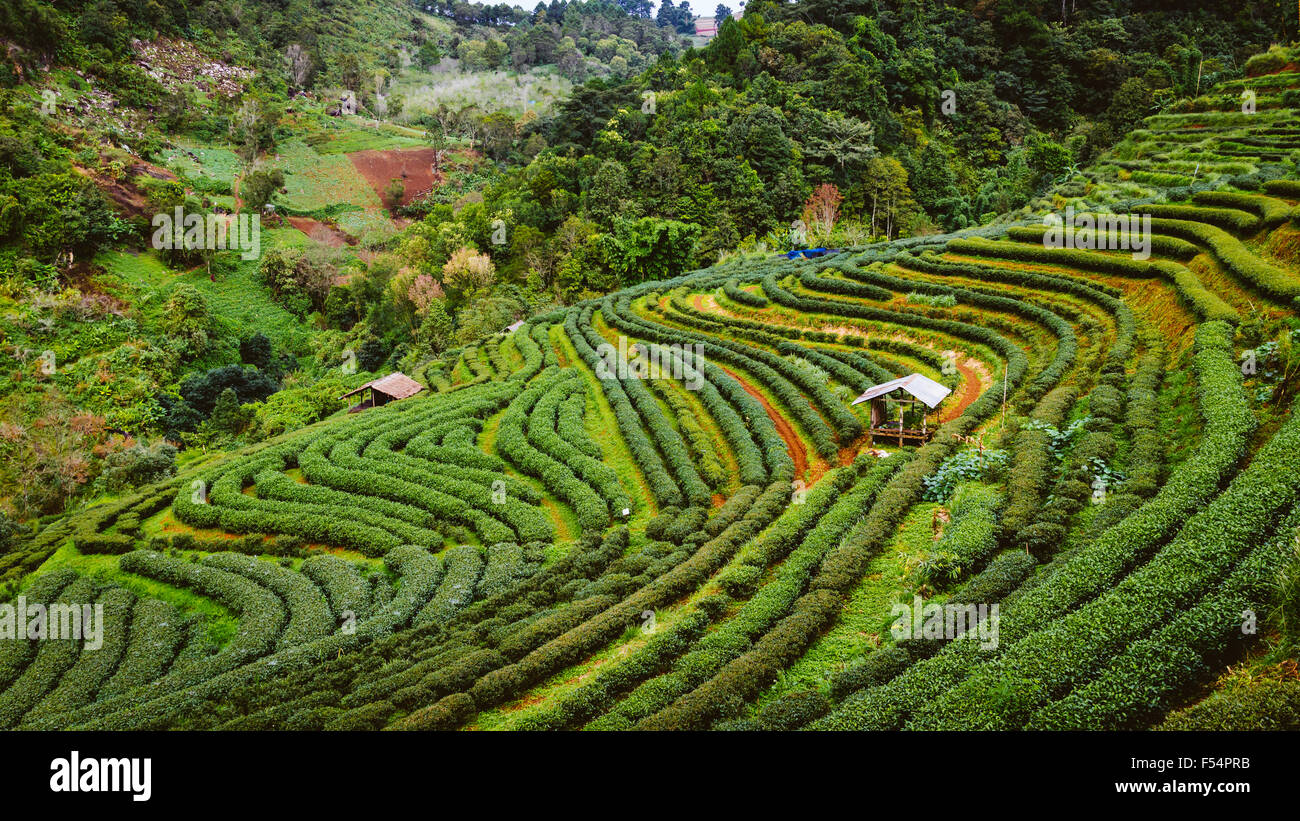 Green tea farm hi-res stock photography and images - Alamy