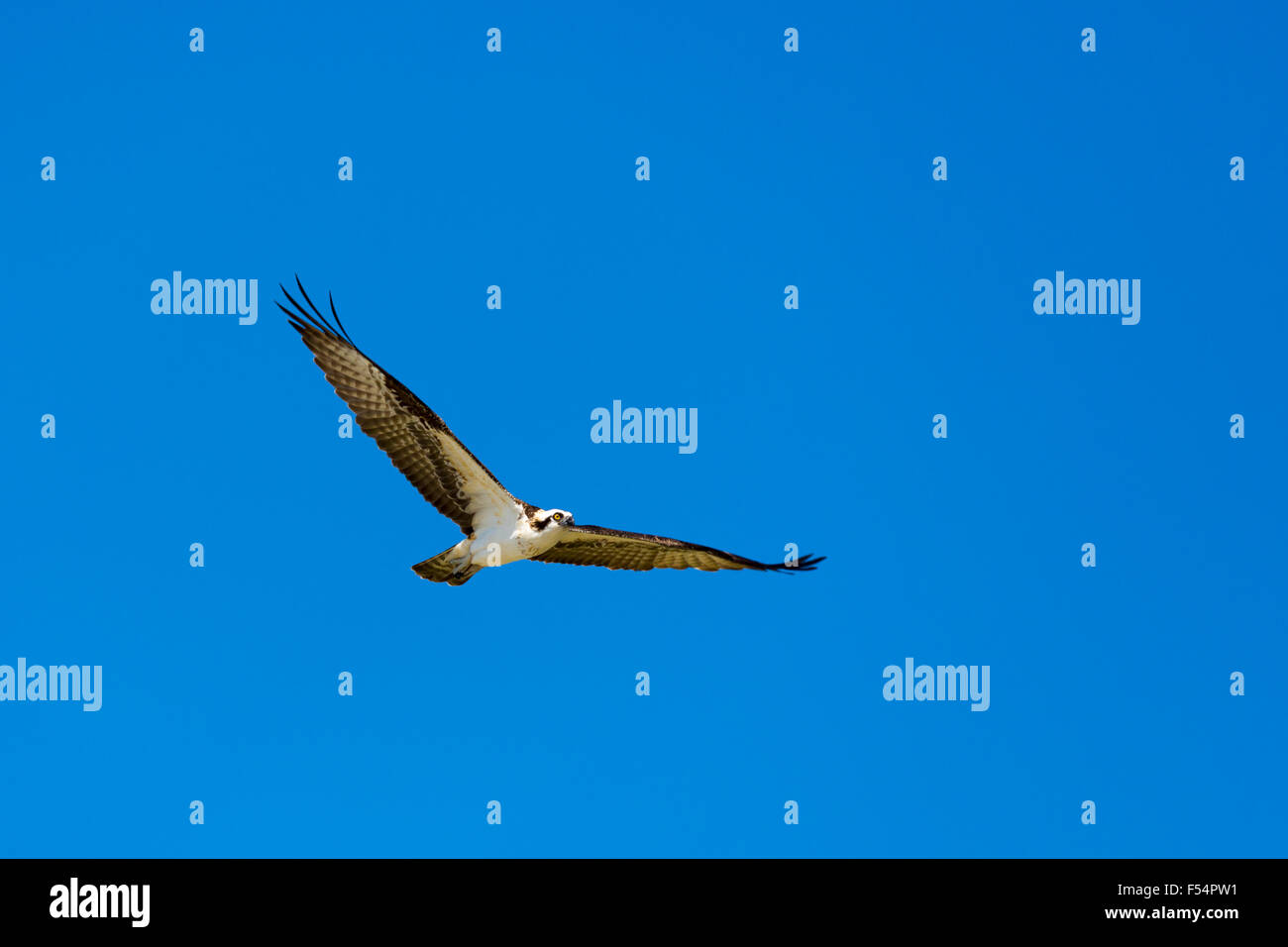 Wide bird image hi-res stock photography and images - Alamy