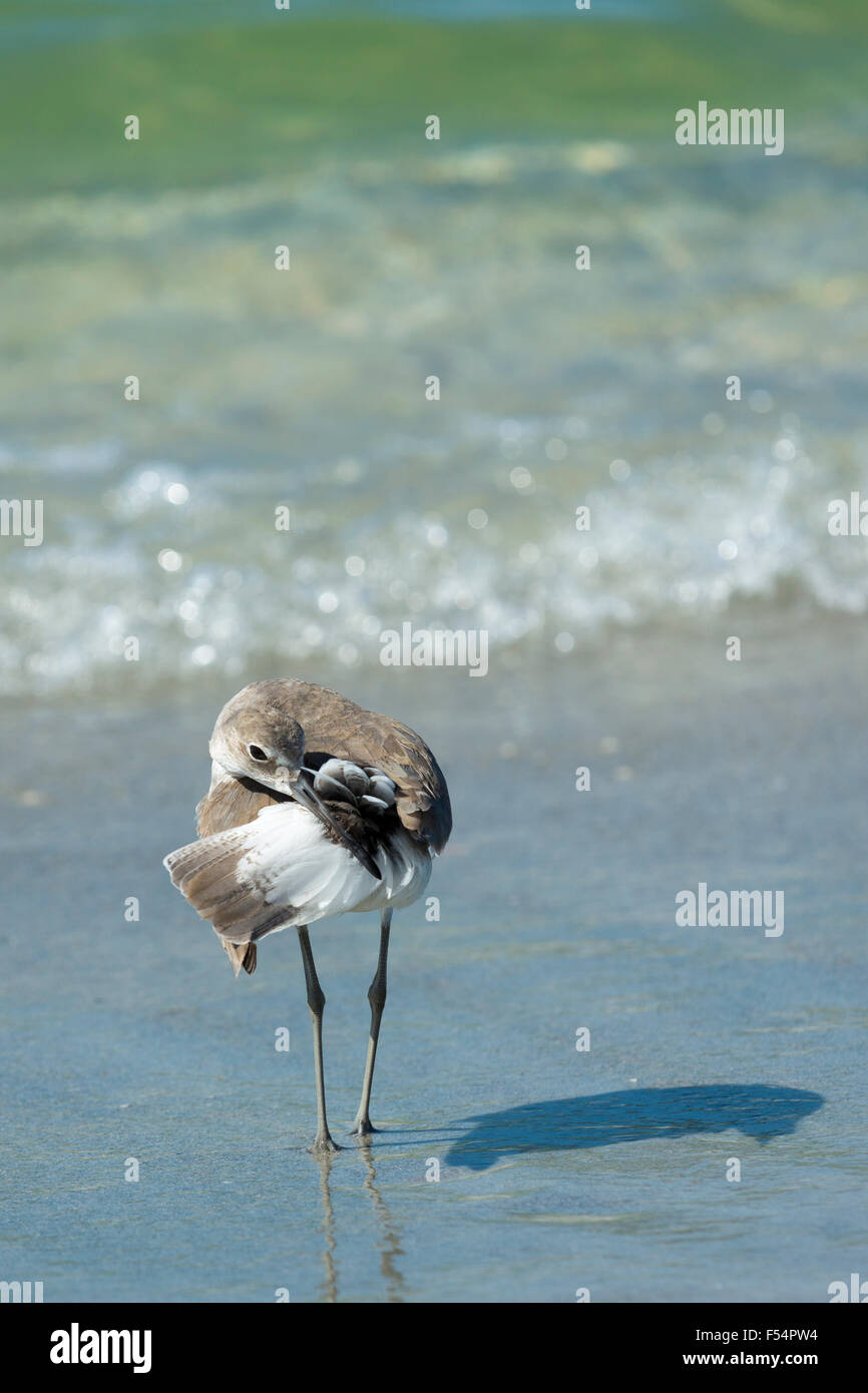 Shorebirds of the usa hi-res stock photography and images - Alamy