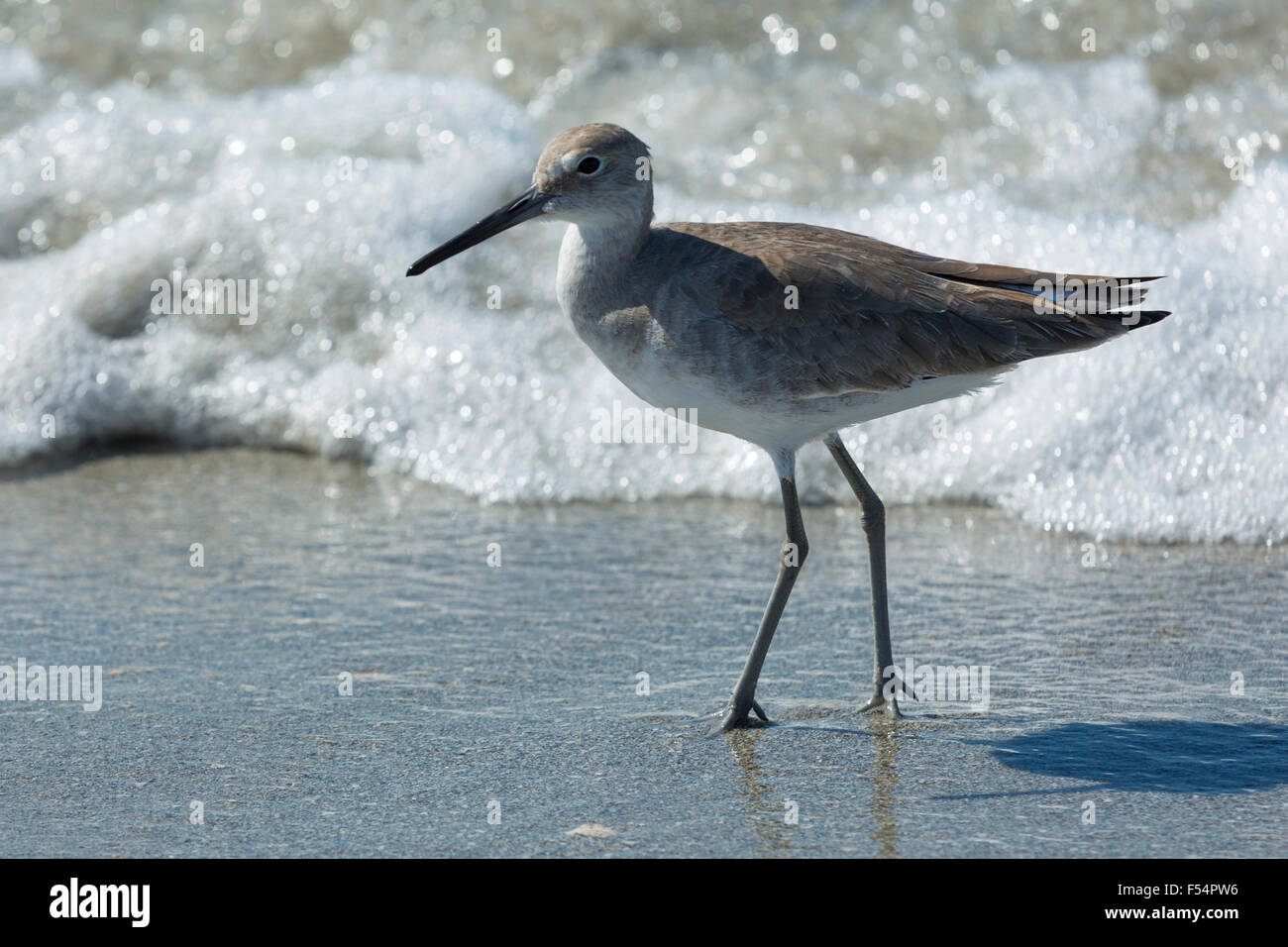 Willet, Tringa semipalmata, one of the shorebirds, wading on the beach ...