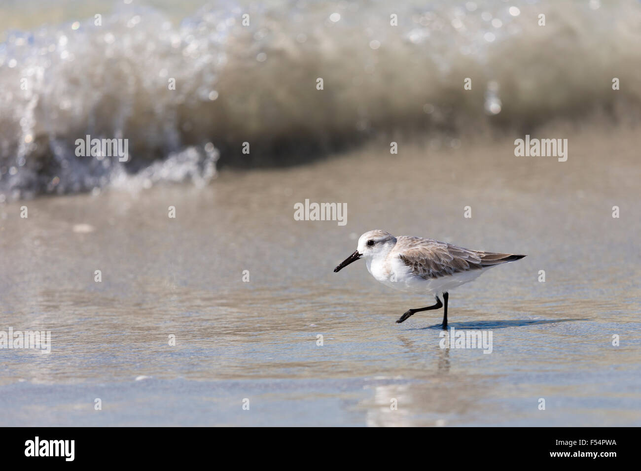 Sanderling, Calidris alba, one of the wading shorebirds, stepping in ...