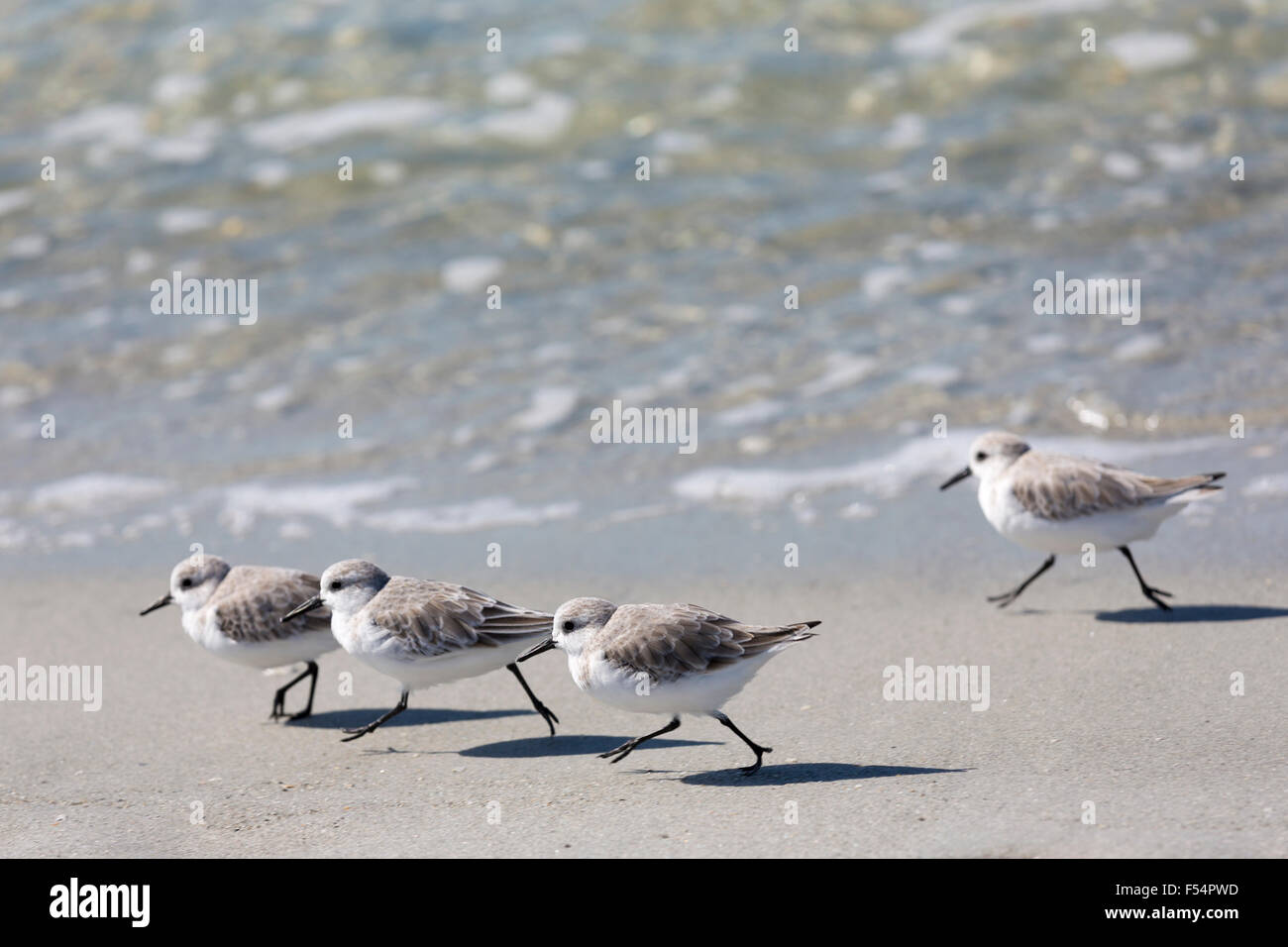 Flock of Sanderlings, Calidris alba, wading shorebirds, on the beach ...