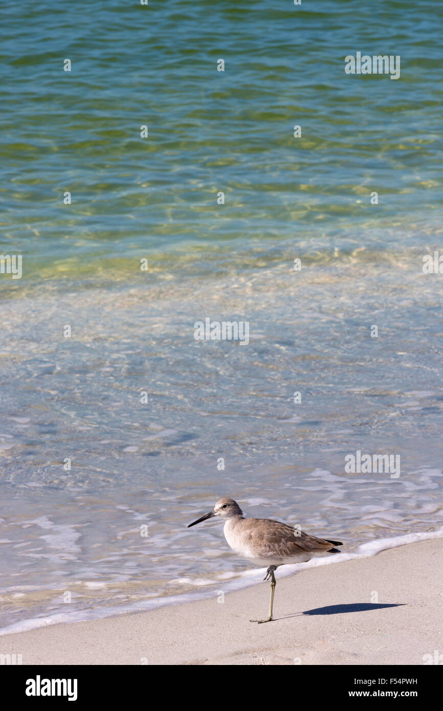 Willet, Tringa semipalmata, one of the shorebirds, standing on one leg ...