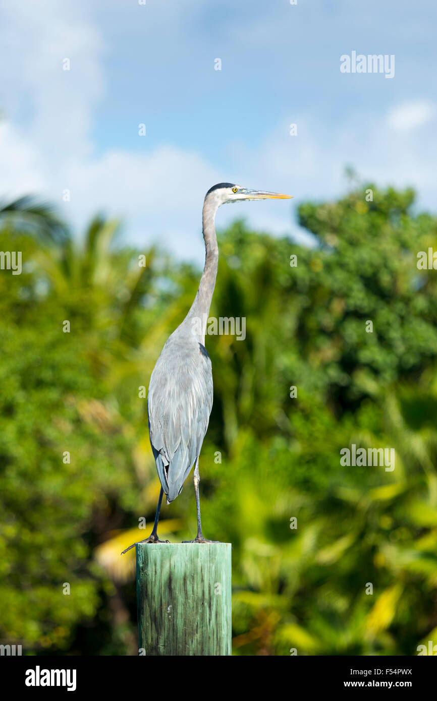 Herons florida usa hi-res stock photography and images - Alamy