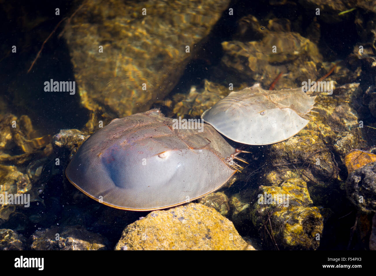 Swamp crabs hi-res stock photography and images - Alamy
