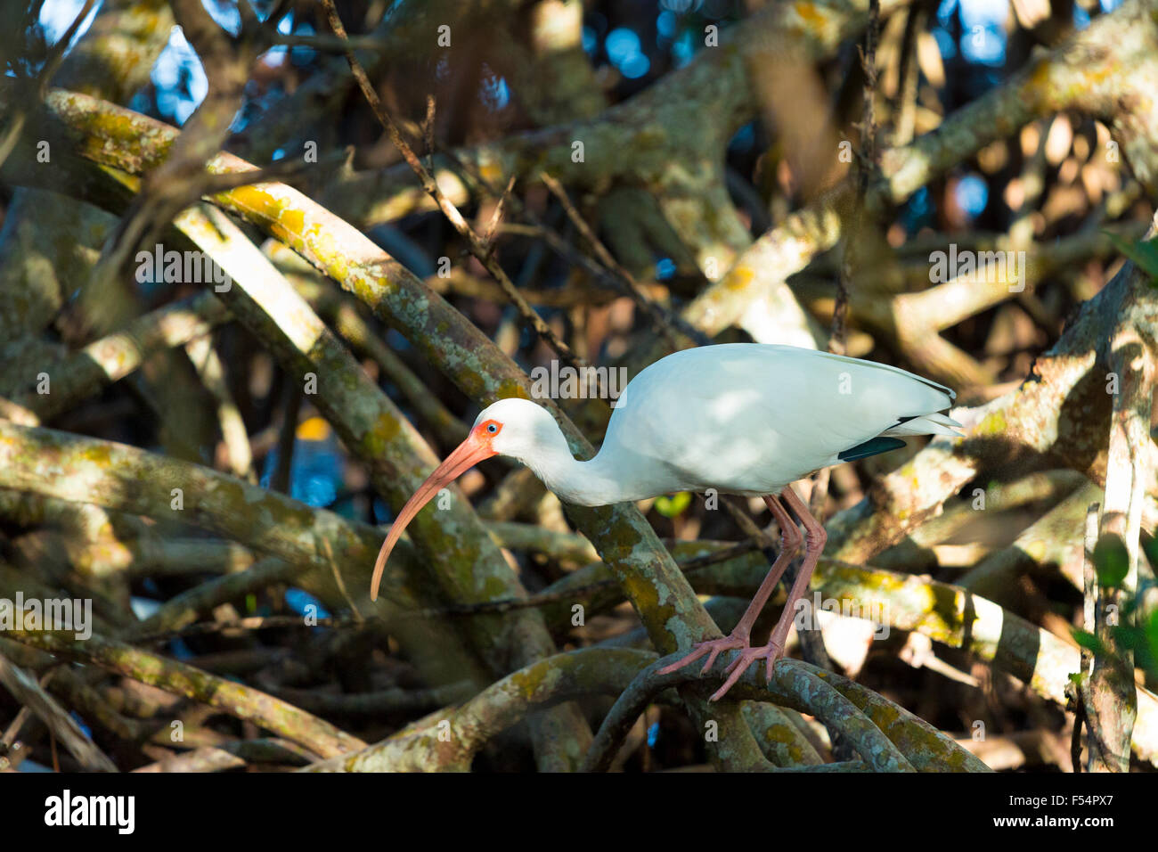 American White Ibis, Eudocimus albus, a wading bird, on Captiva Island ...