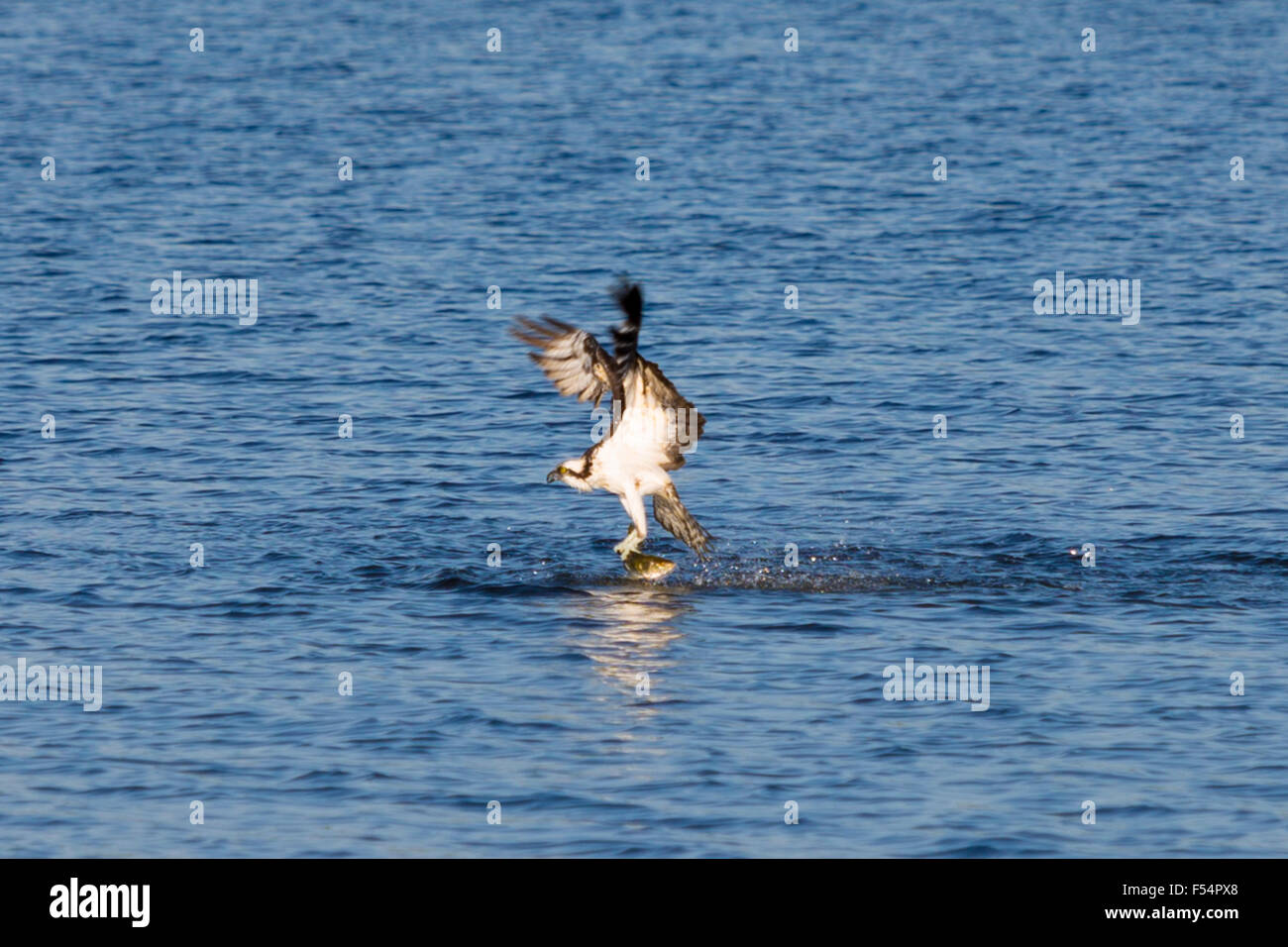 Osprey, Pandion haliaetus, swooping down and catch mullet fish on ...