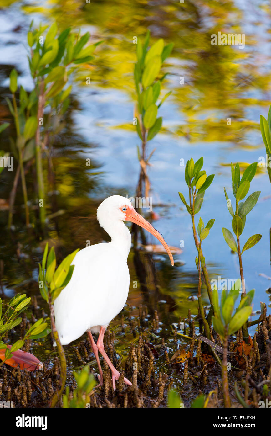 Curved bill birds hi-res stock photography and images - Alamy