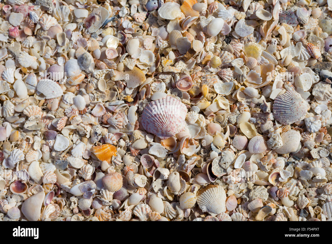 Sea shells on seashore on Captiva Island, Florida USA Stock Photo - Alamy