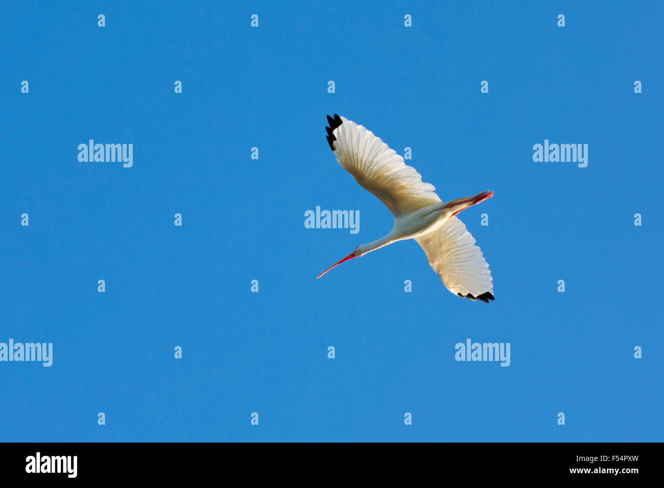 American White Ibis, Eudocimus albus, with wide wingspan in flight ...