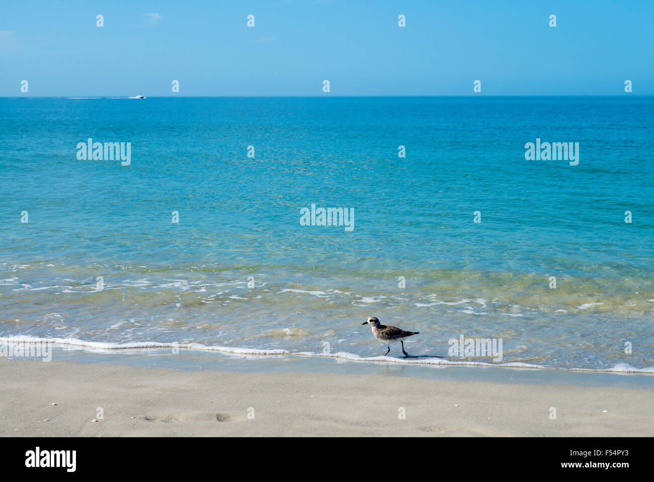Florida shore birds hi-res stock photography and images - Alamy