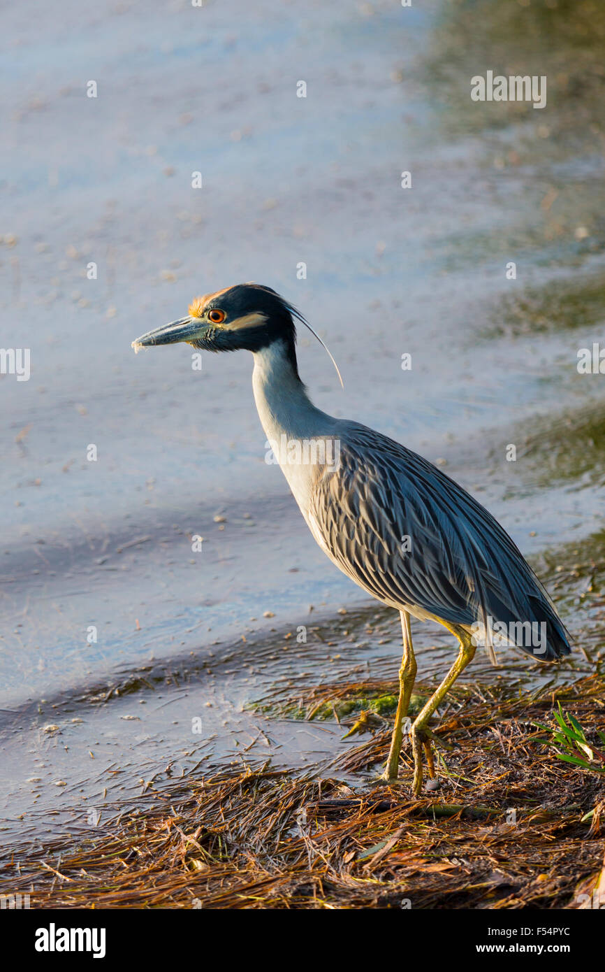 Wading bird in florida hi-res stock photography and images - Alamy
