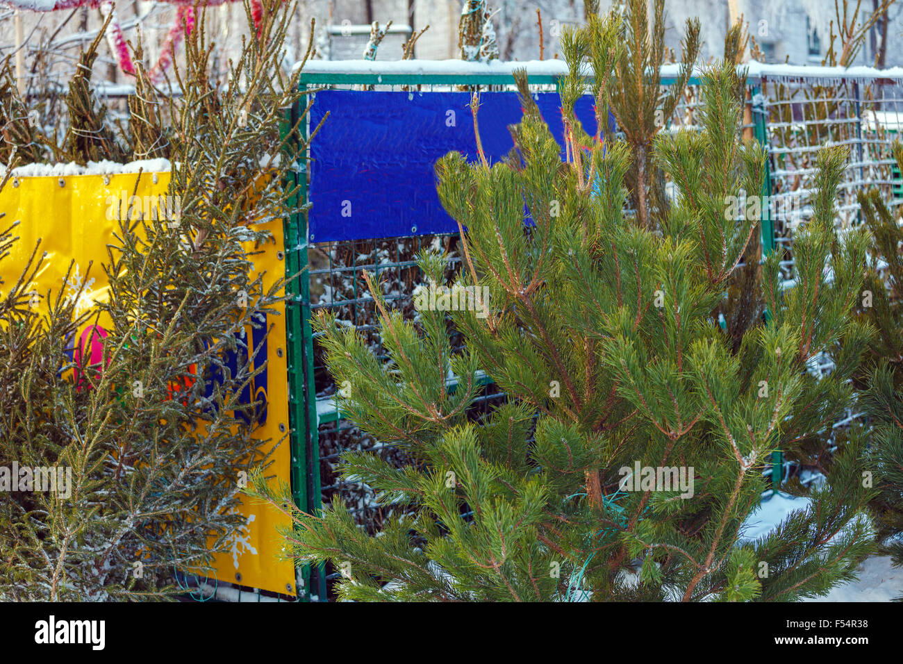Outdoor Selling of Christmas Trees Stock Photo - Alamy