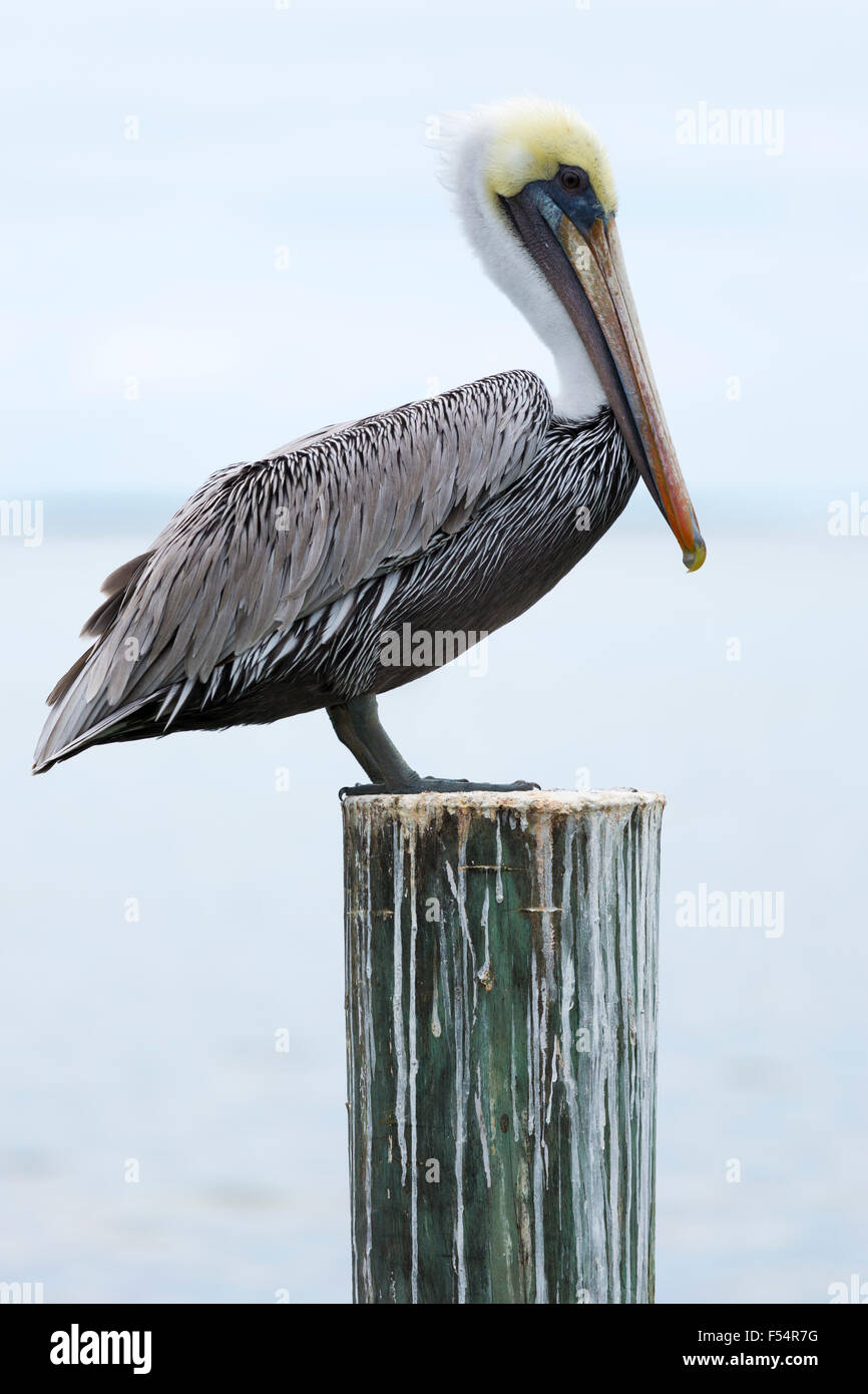 Large florida birds hi-res stock photography and images - Alamy