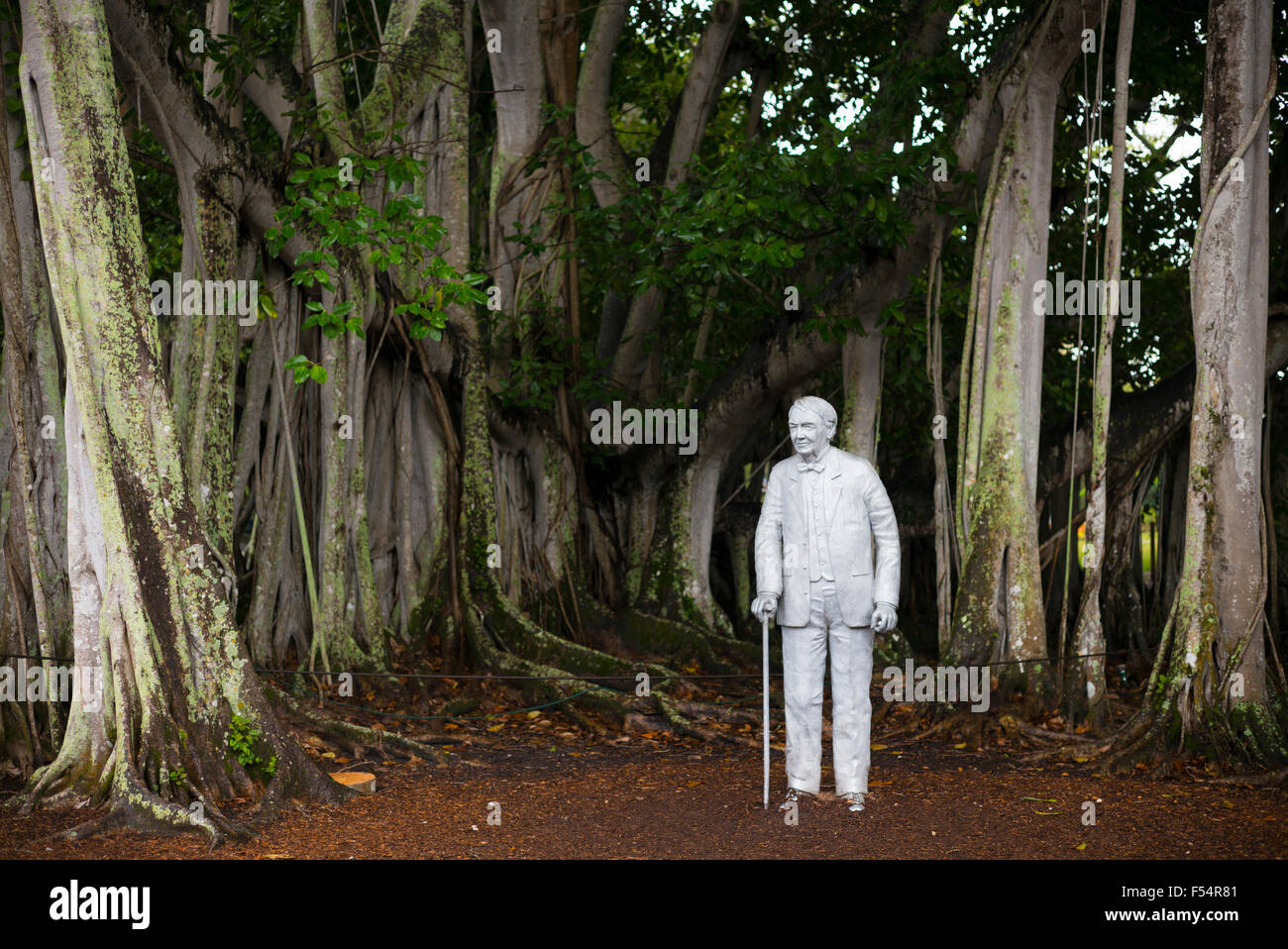 Statue of Thomas Edison by banyan tree planted by him at his winter ...