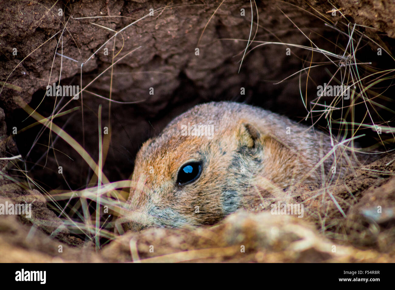 Prairie dog burrow underground hi-res stock photography and images - Alamy
