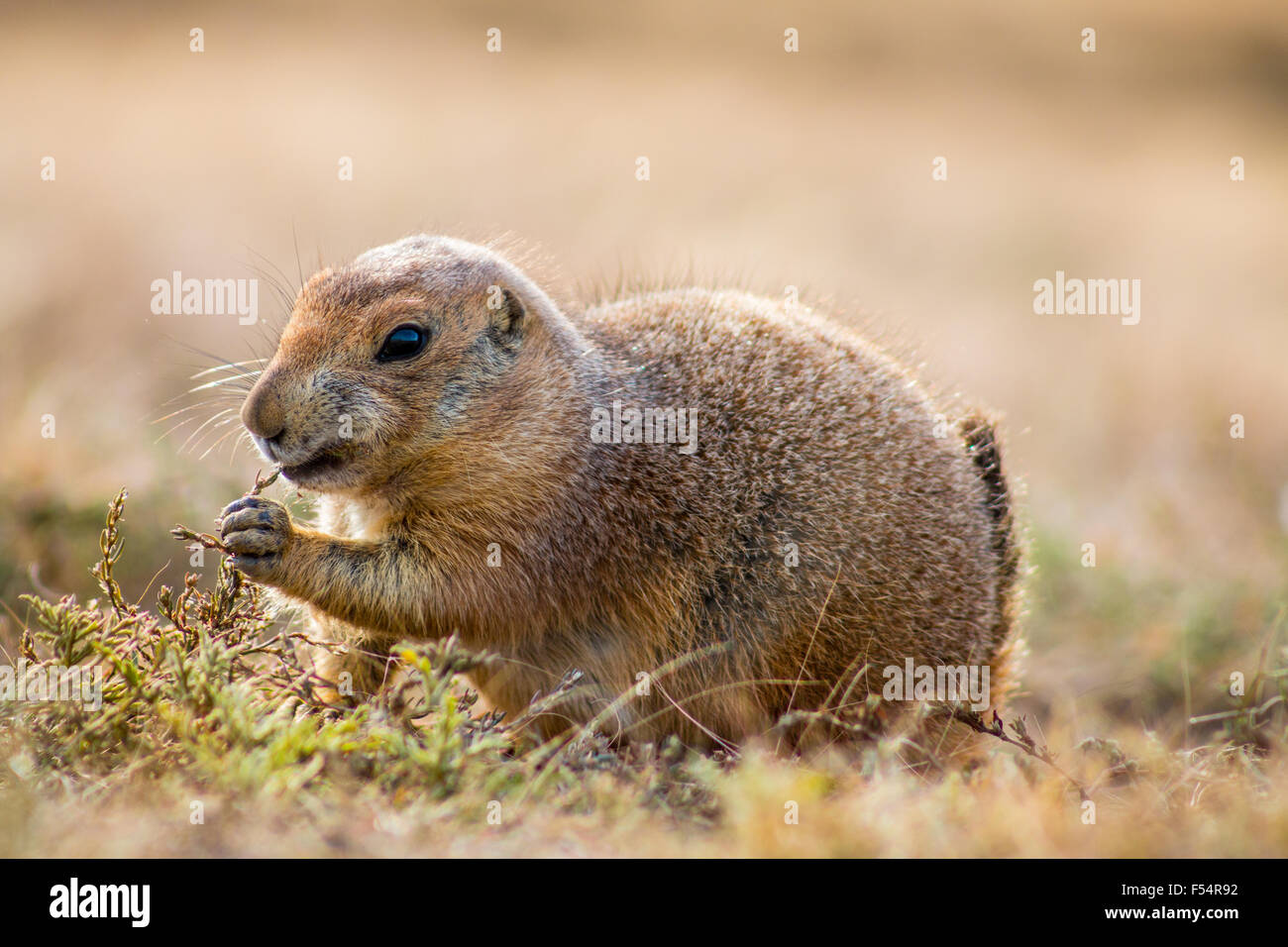 Black tailed prairie dog feeding on grassland plants Stock Photo - Alamy