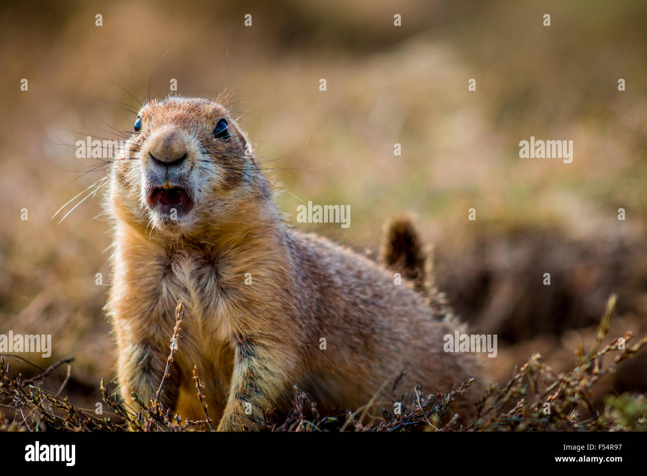 Black tailed prairie dog feeding on grassland plants and barking, yip ...
