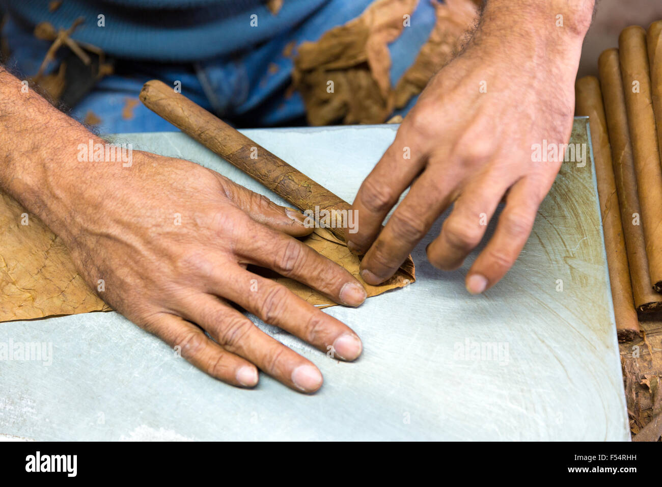 Roller at work making hand-rolled cigars of long leaf tobacco in ...