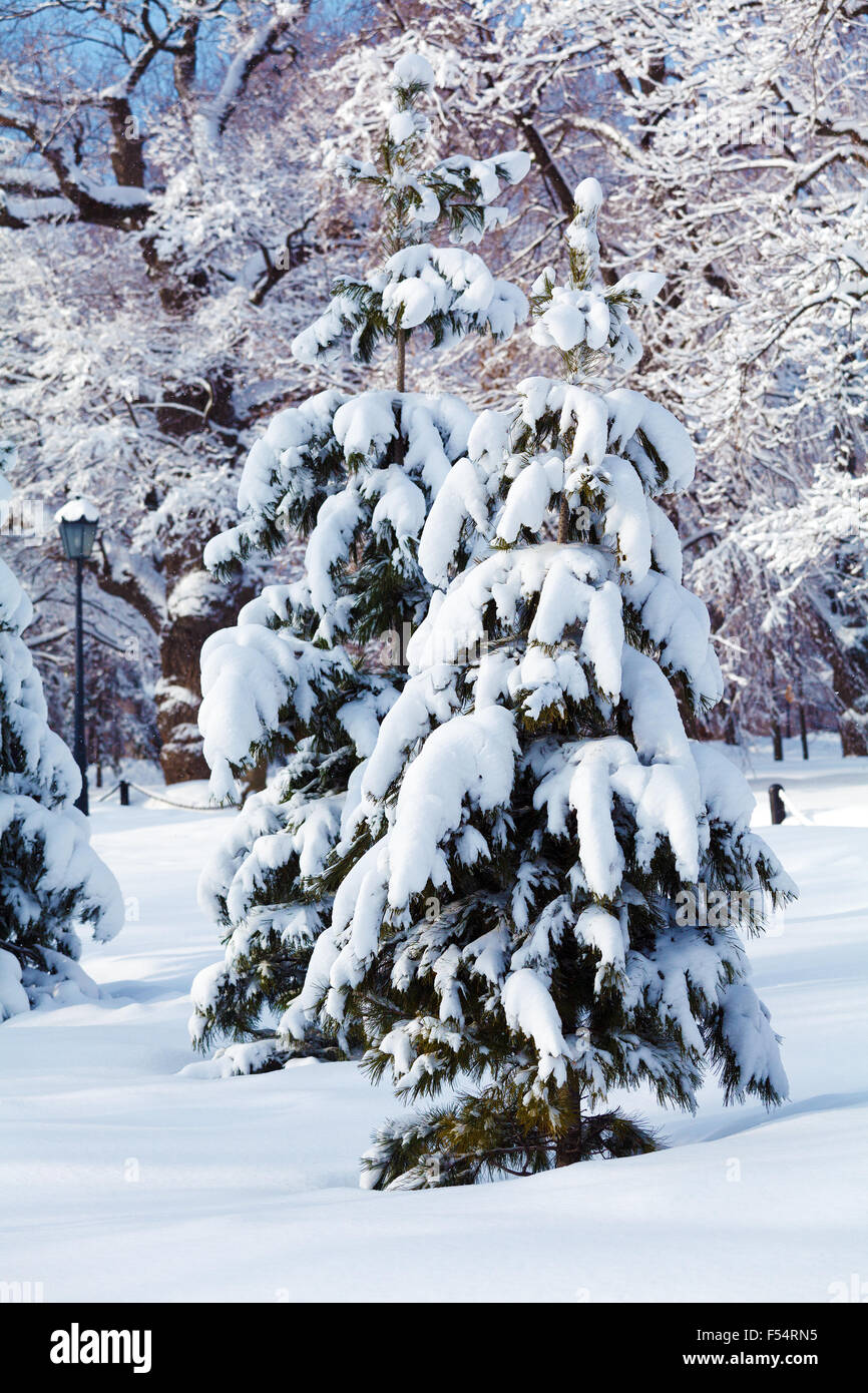 Snowy Pine Trees at Forest Stock Photo - Alamy