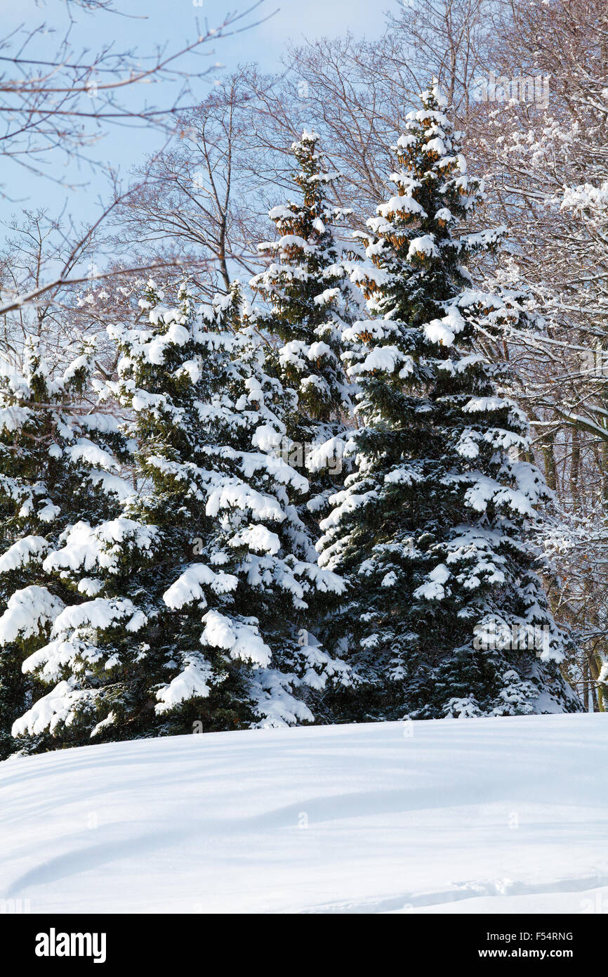 Snowy Pine Trees at Forest Stock Photo - Alamy