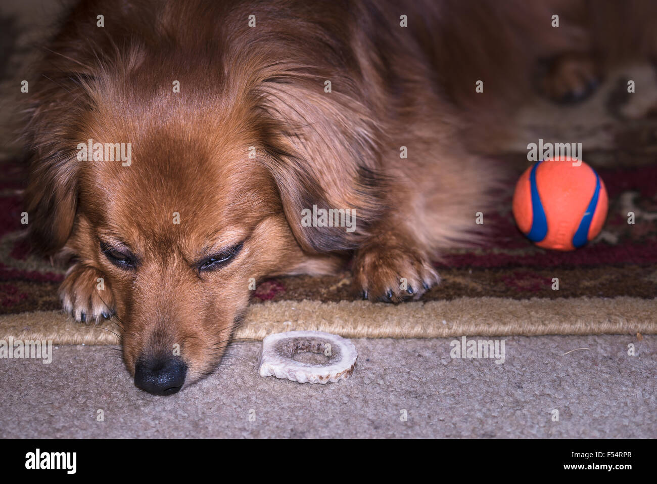 Sad dachshund hi-res stock photography and images - Alamy