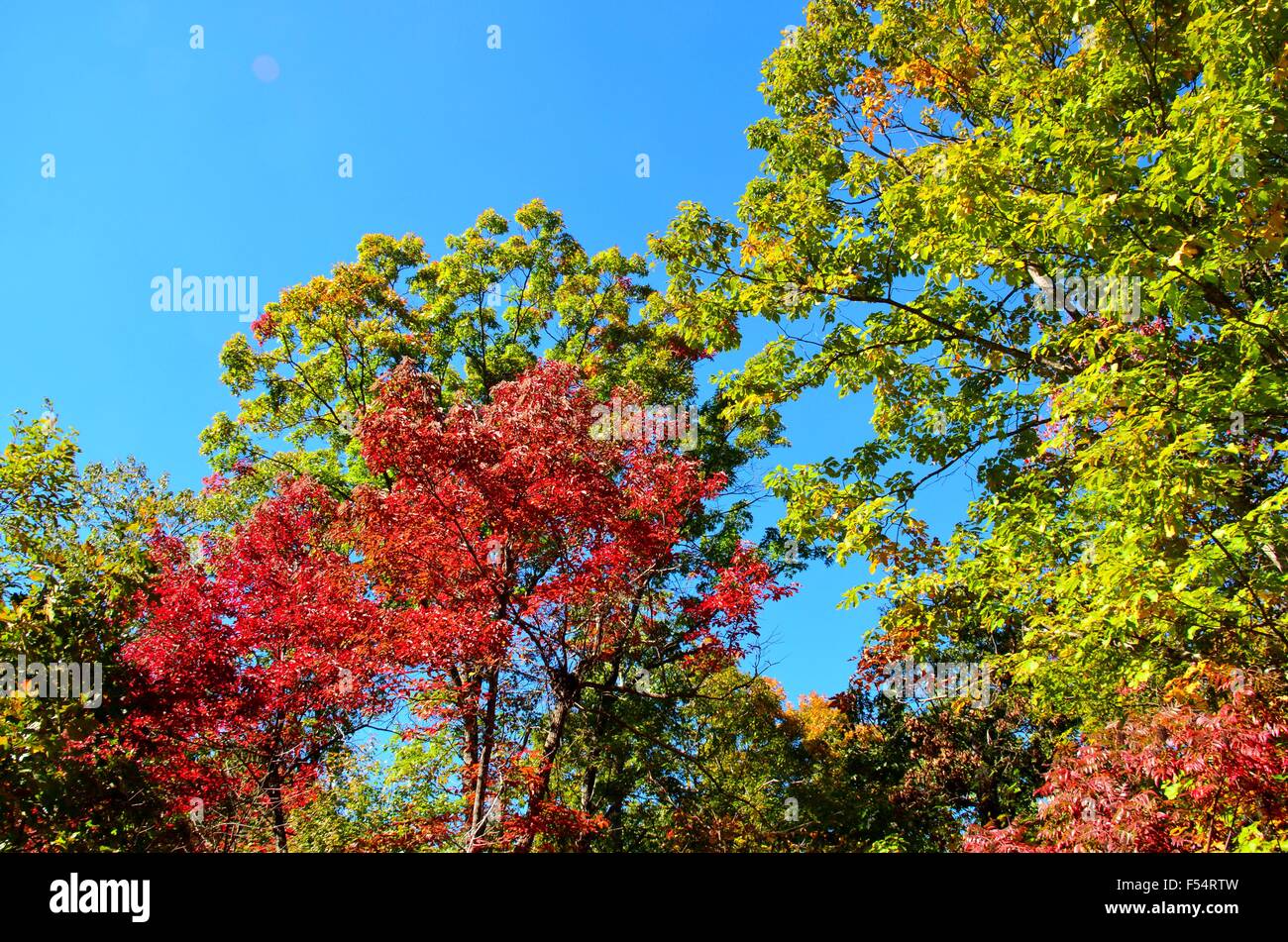 Vibrant fall autumn colors in the standing trees Stock Photo - Alamy
