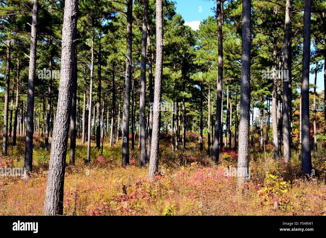 Pine tree stand with colorful autumn foliage Stock Photo - Alamy