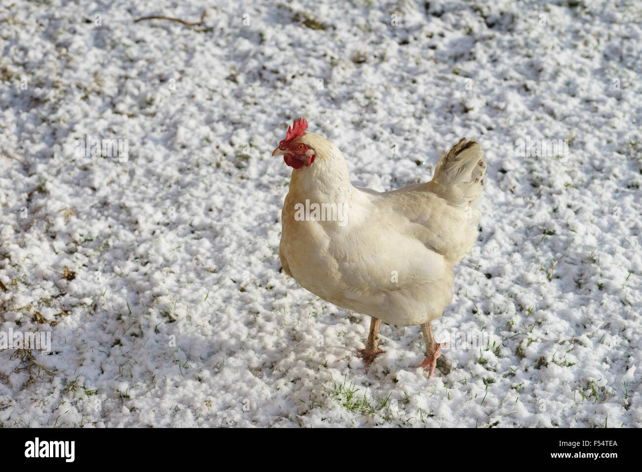 White chicken in winter Stock Photo - Alamy
