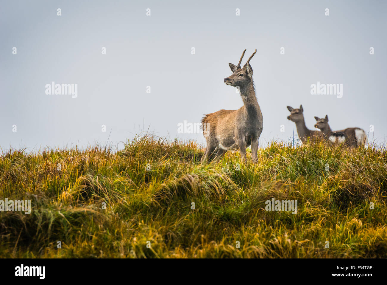 Prickett deer hi-res stock photography and images - Alamy