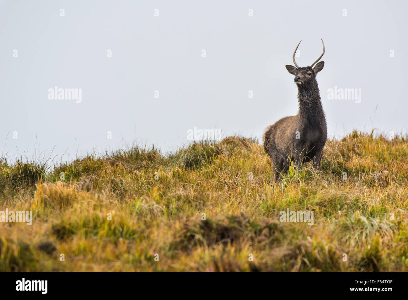 Pricket or Prickett - young stag in Wicklow Mountains National Park at ...