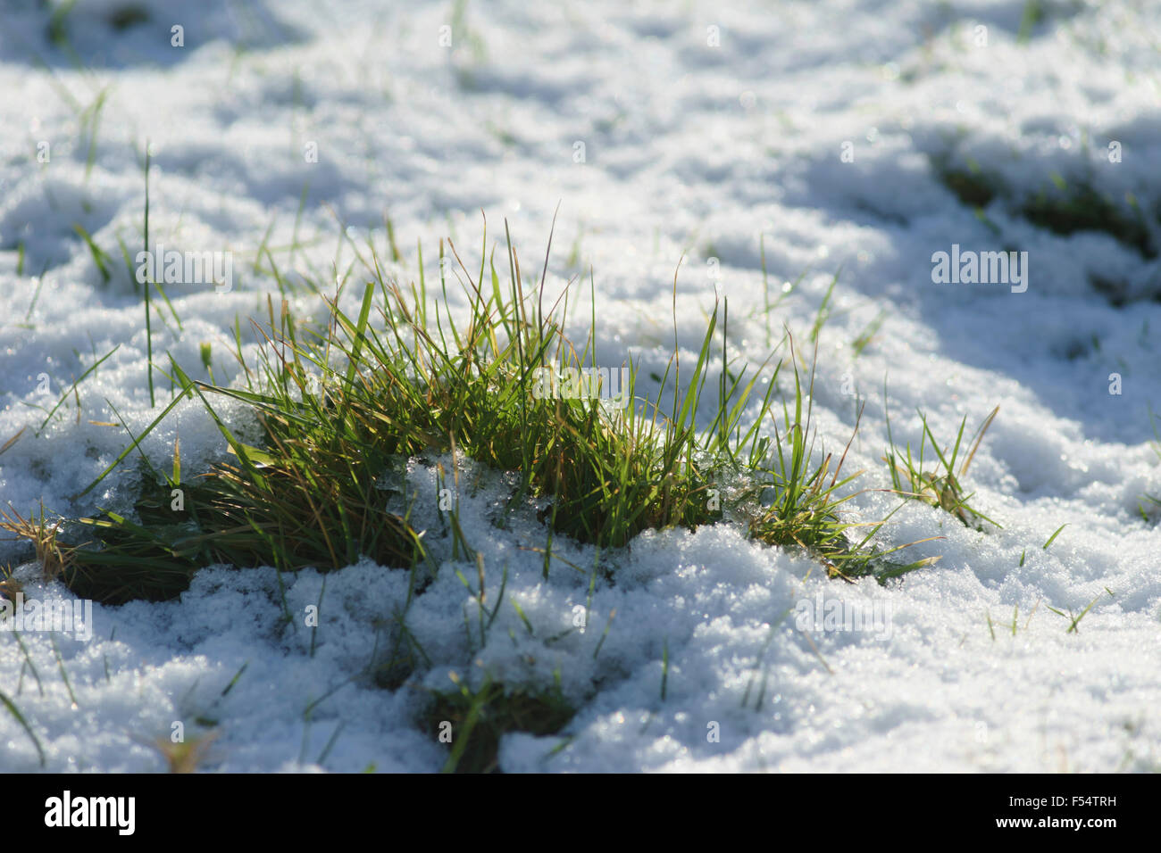 Grass winter hi-res stock photography and images - Alamy