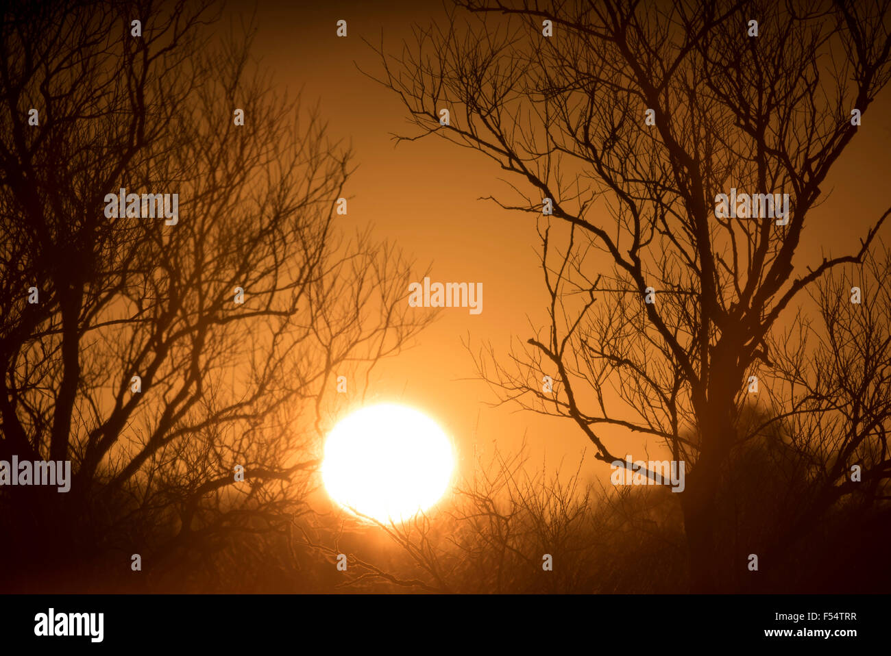 Setting sun behind trees Stock Photo - Alamy