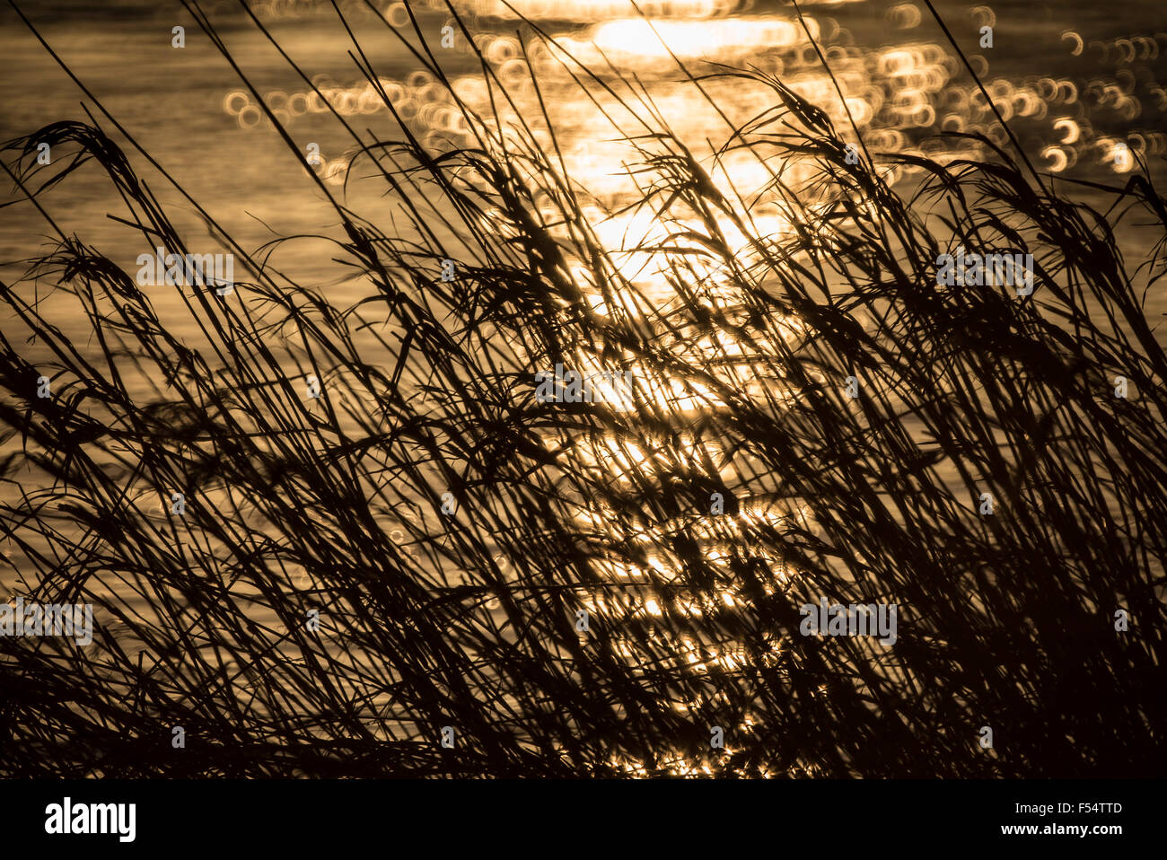 Tweed region hi-res stock photography and images - Alamy