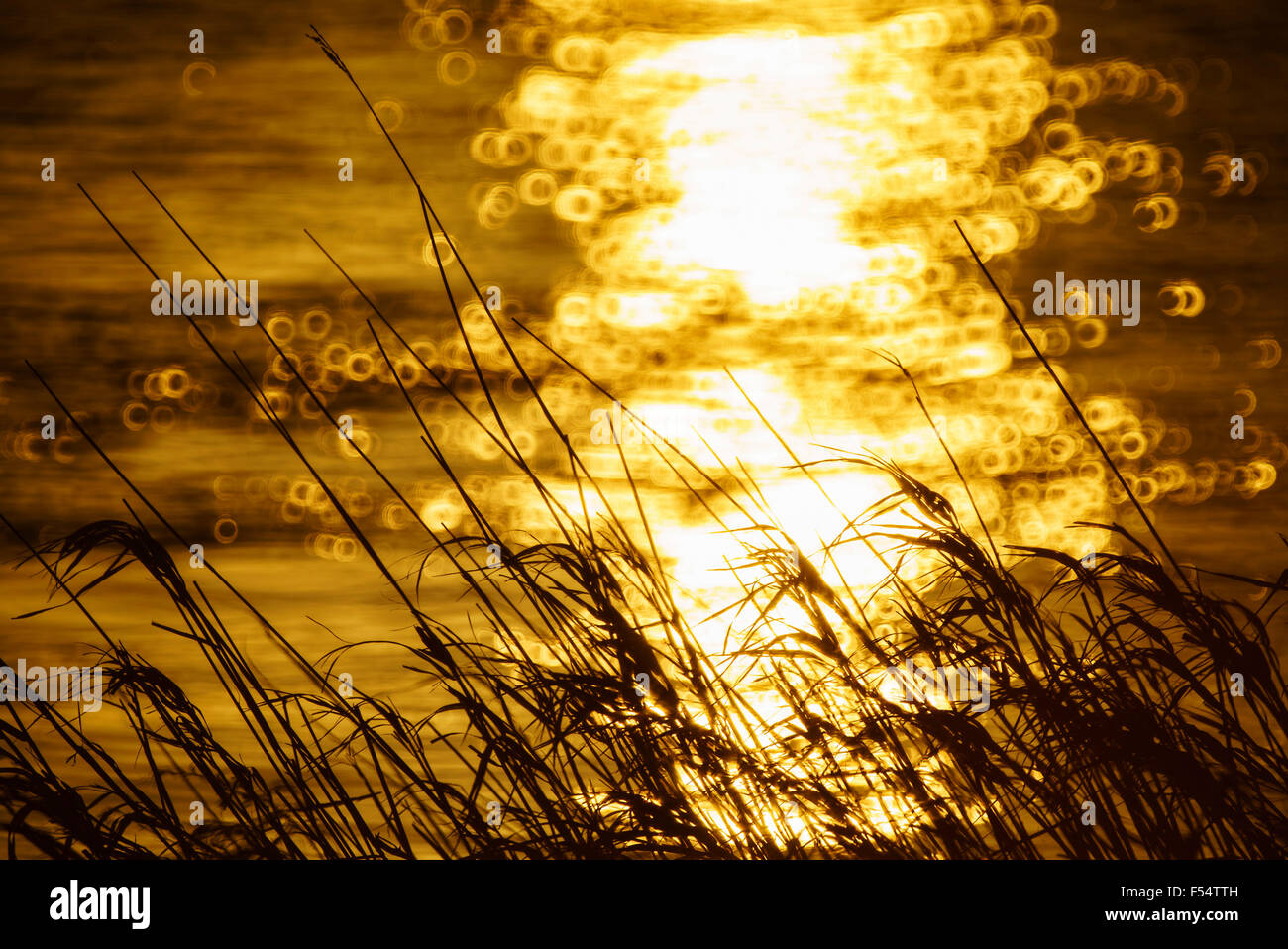 Sunset over the River Tweed, Scotland Stock Photo - Alamy