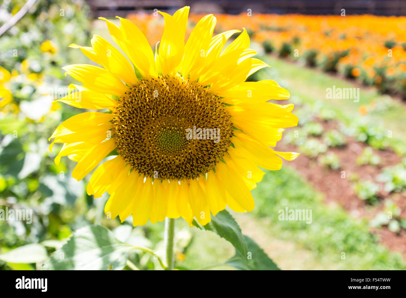 yellow sunflower in garden with nature light Stock Photo - Alamy