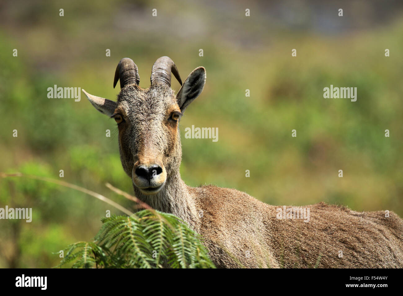 Nilgiri tahr nilgiritragus hylocrius hi-res stock photography and ...