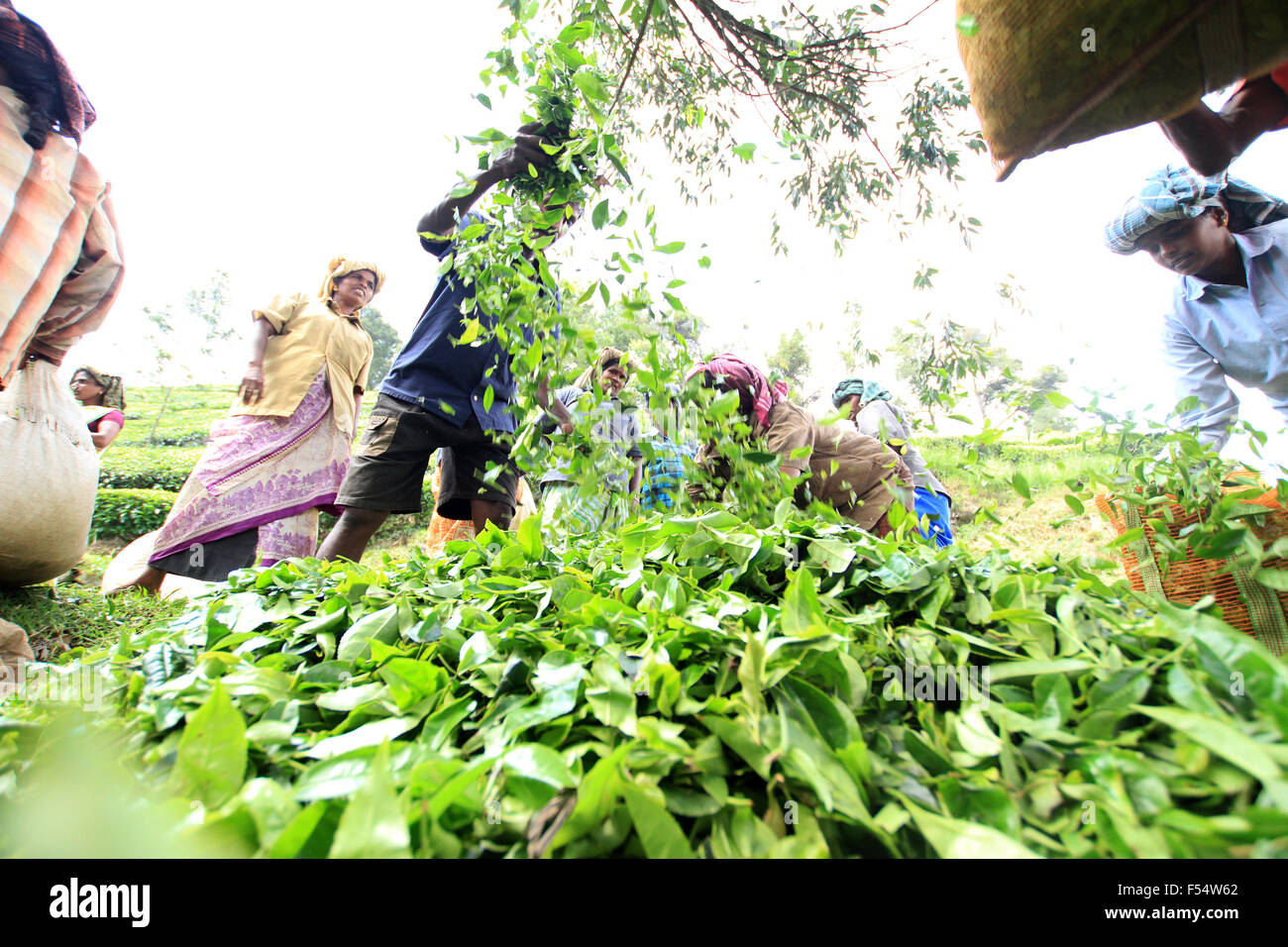 workers mixing Tea leaves Stock Photo - Alamy