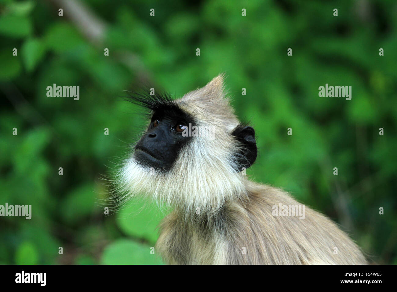 Grey langur monkey nepal hi-res stock photography and images - Alamy