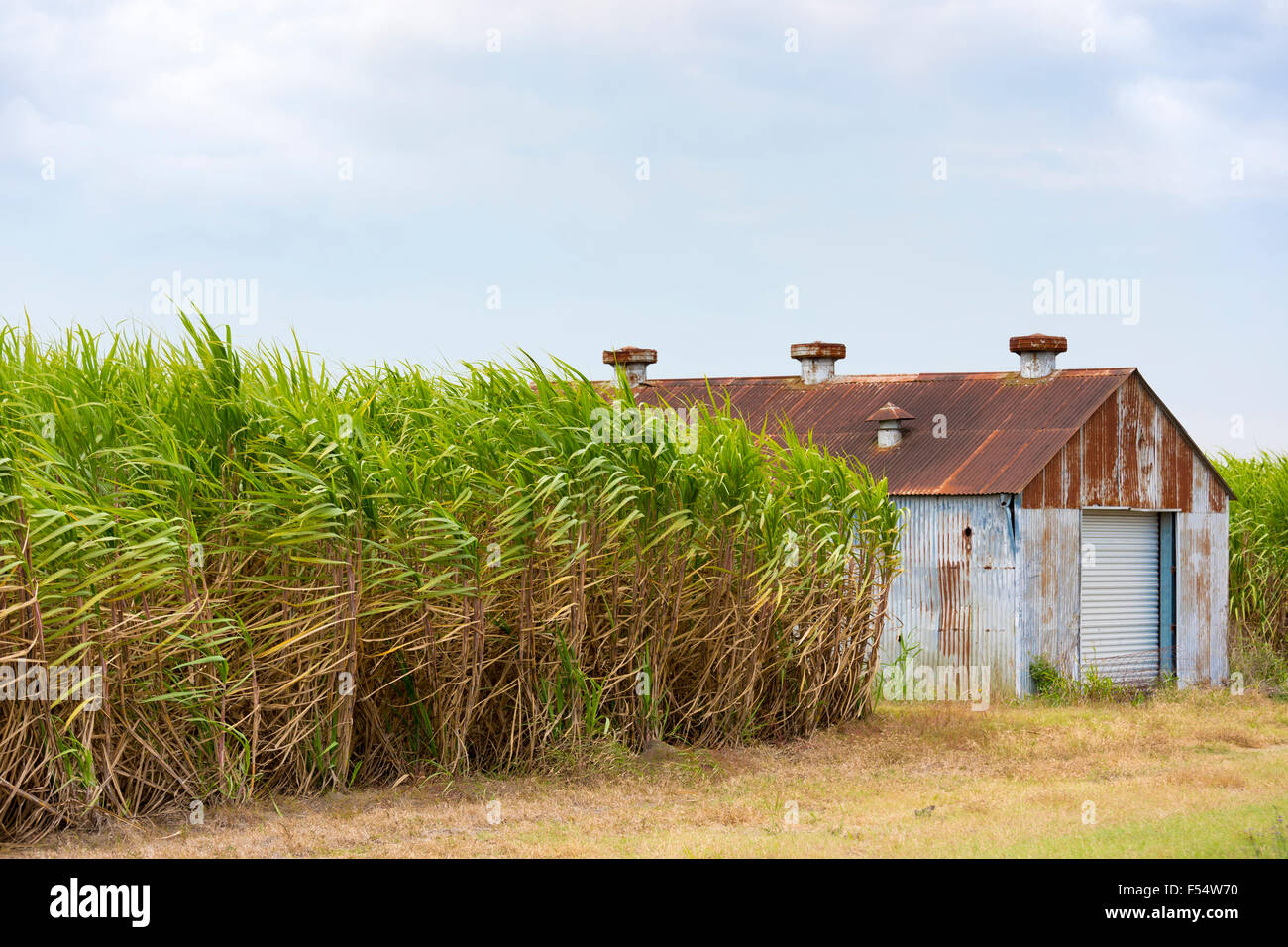 Sugar cane plantation and old barn shack along the Mississippi in ...