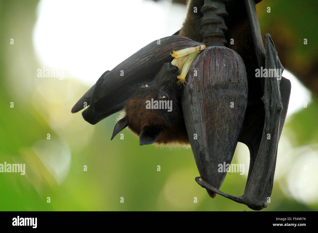Bat honey banana flower hi-res stock photography and images - Alamy