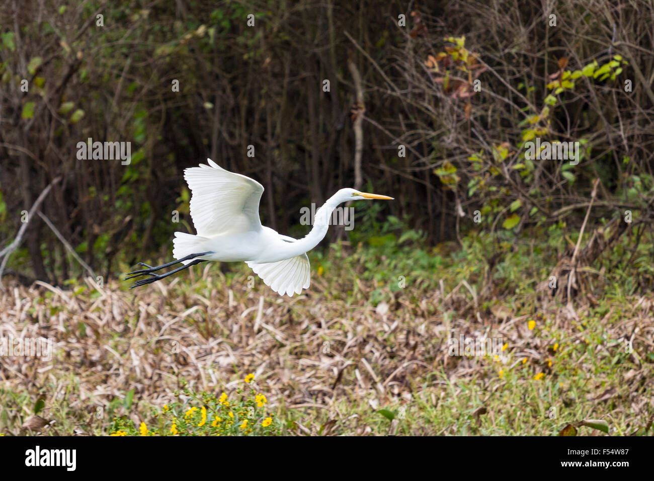 Louisiana swamp bird hi-res stock photography and images - Alamy