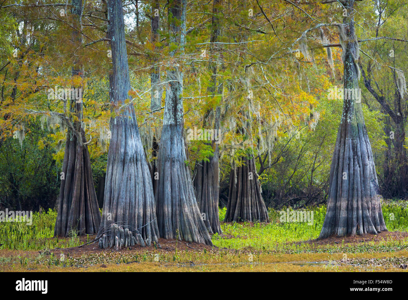 Bald cypress trees deciduous conifer, Taxodium distichum, showing high ...